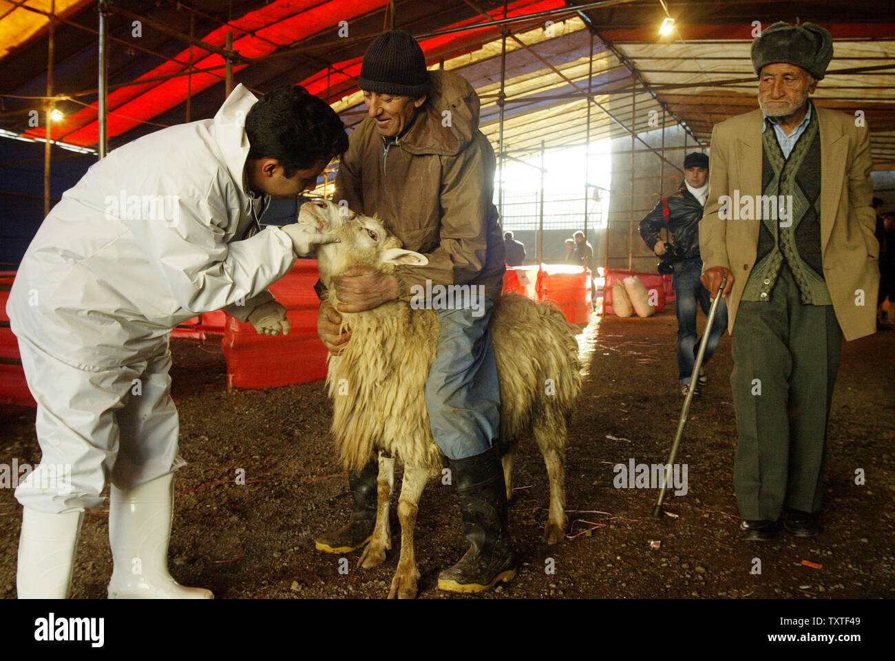 An Iranian veterinarian checks a sheep before its sale in an open-air ...
