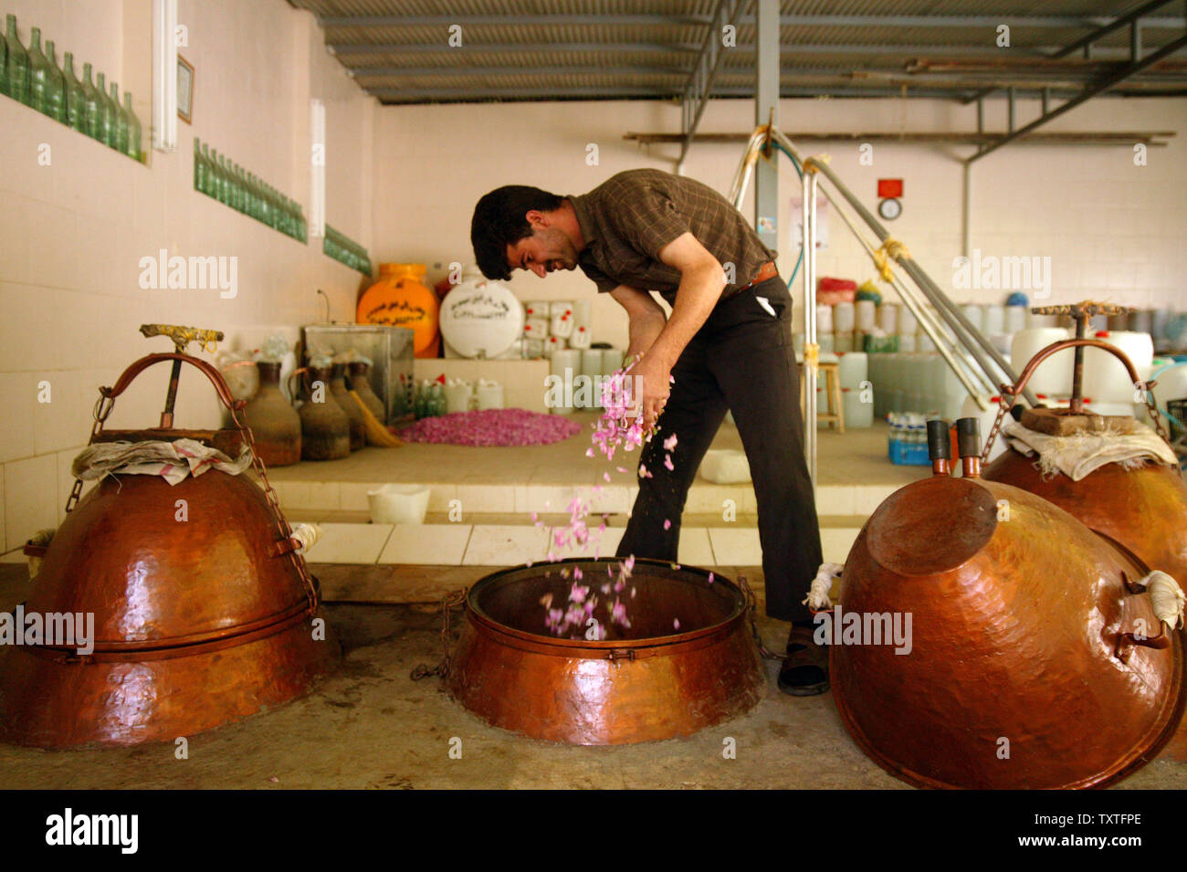 An Iranian man prepares rose petals for production for rose water in ...