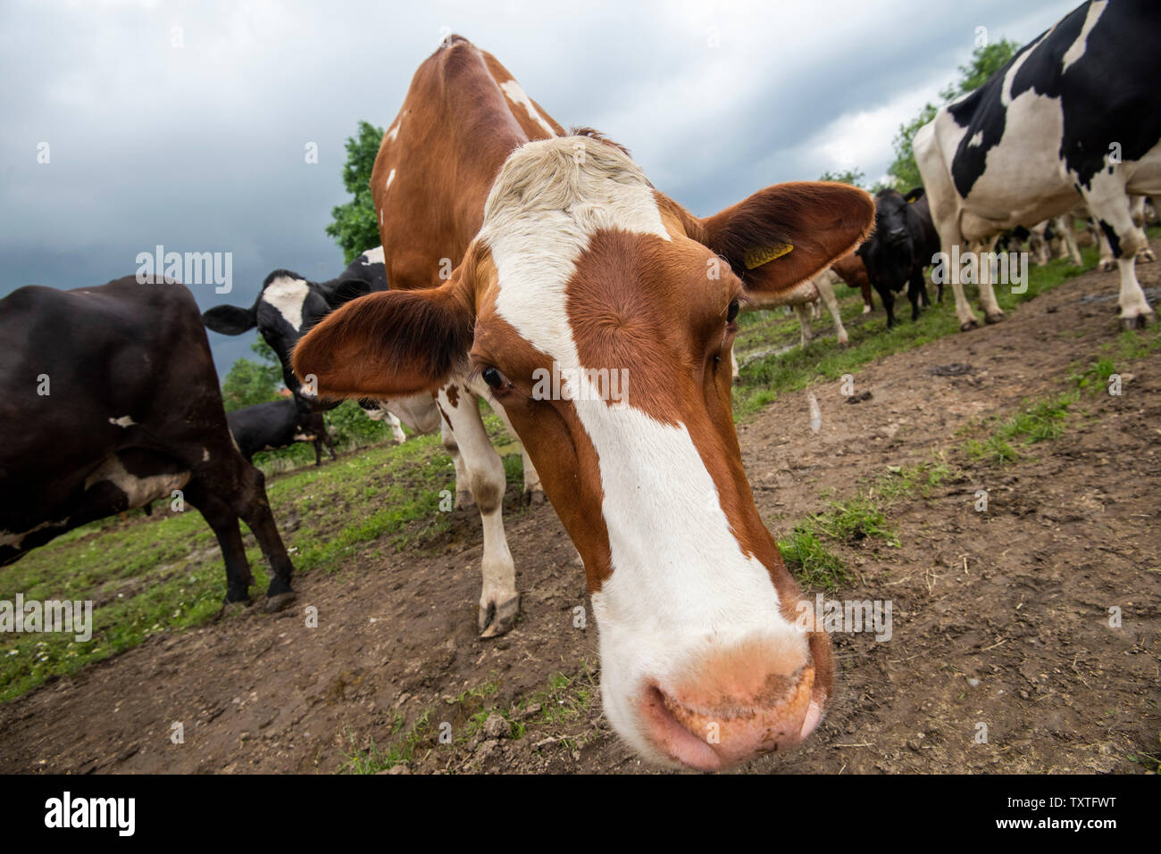 Cows Waiting to be milked on a Dairy Farm in Rural Leicestershire ...
