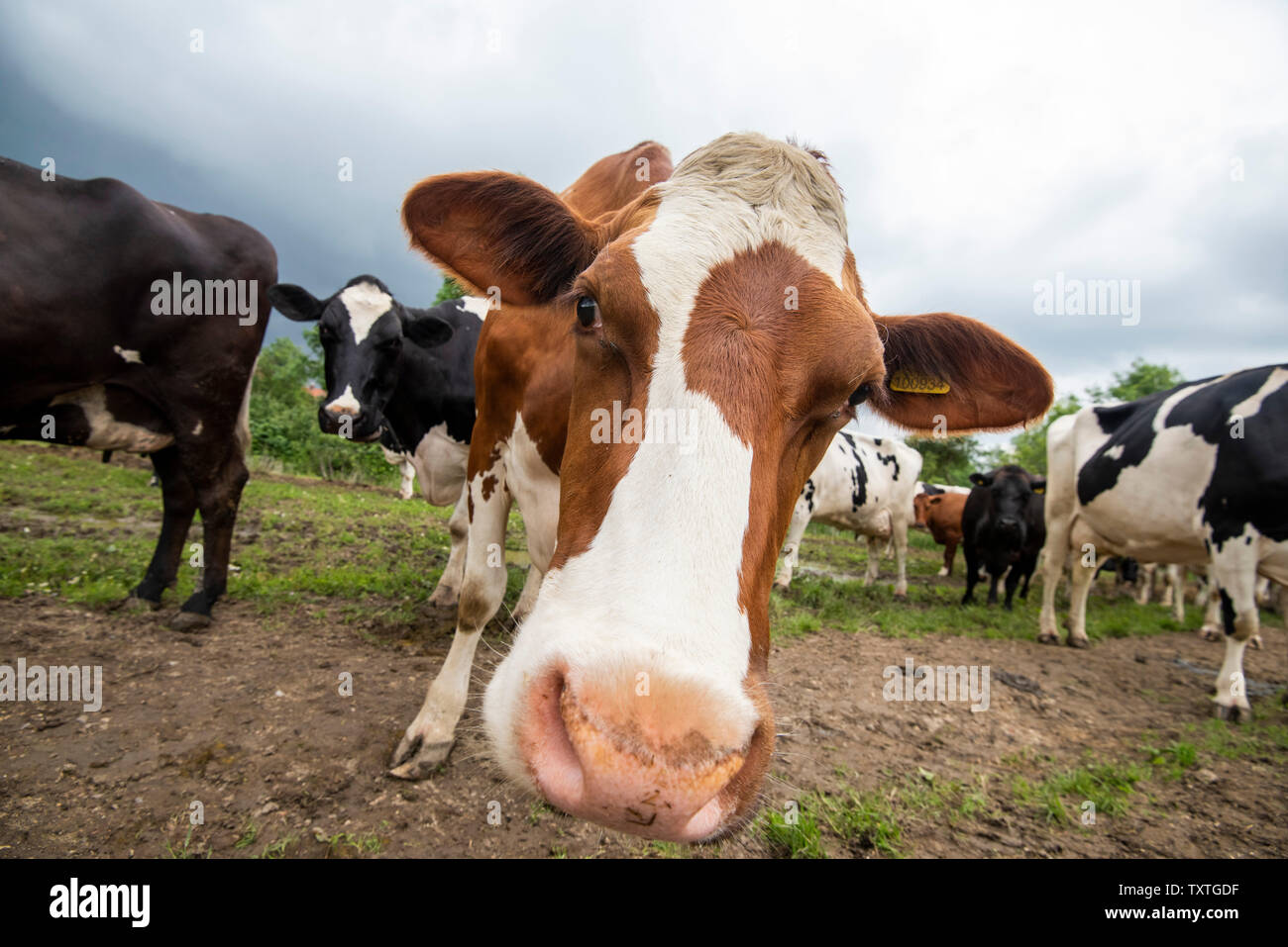 Cows Waiting to be milked on a Dairy Farm in Rural Leicestershire ...