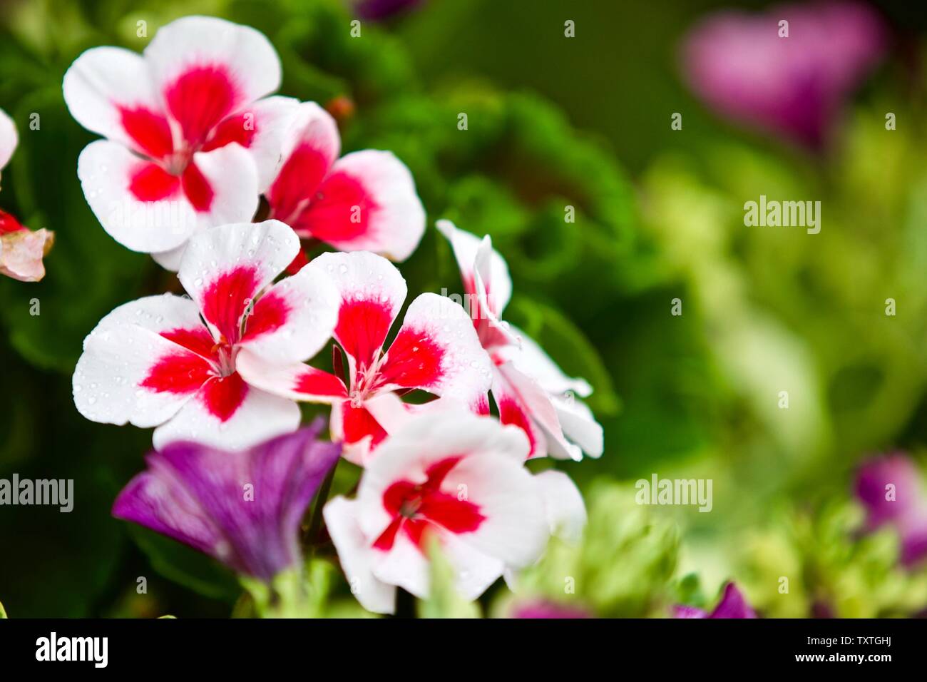 Geranium Zonal “Tango White Splash” Stock Photo - Alamy Geranium Zonal “Tango White Splash” Stock Photo - Alamy