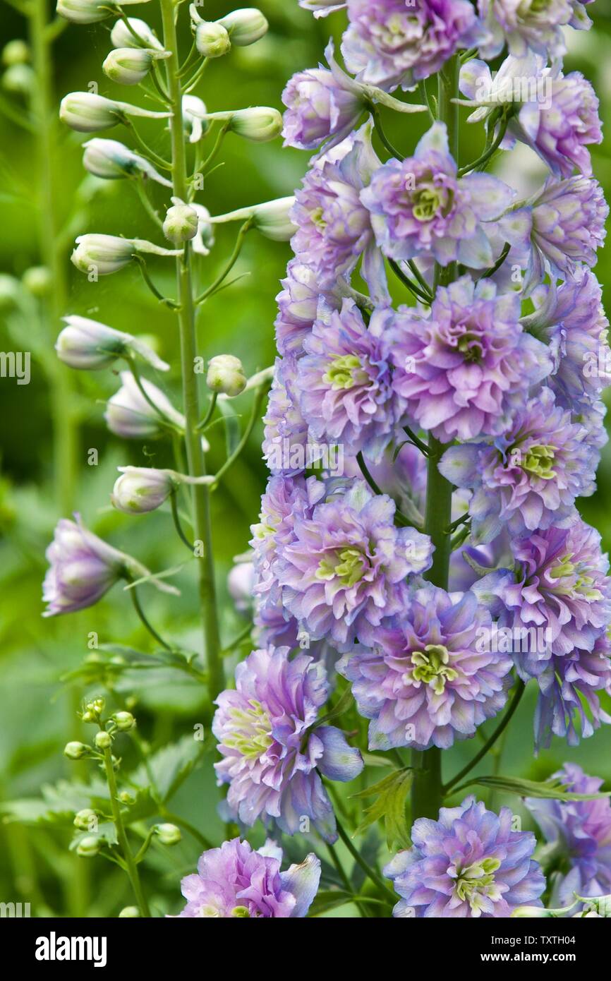 Delphinium highlander bolero hi-res stock photography and images - Alamy