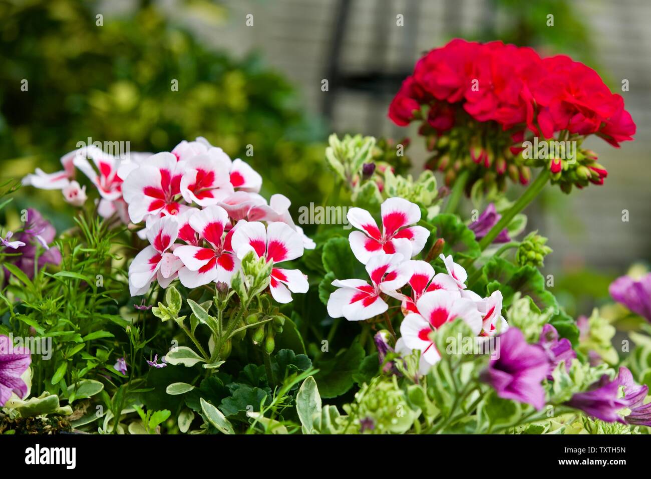 Geranium Zonal “Tango White Splash” Stock Photo - Alamy Geranium Zonal “Tango White Splash” Stock Photo - Alamy