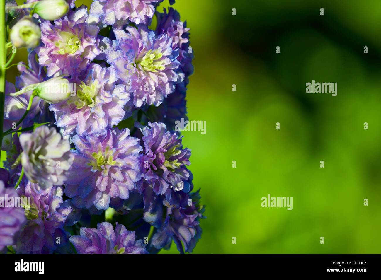 Delphinium highlander hi-res stock photography and images - Alamy