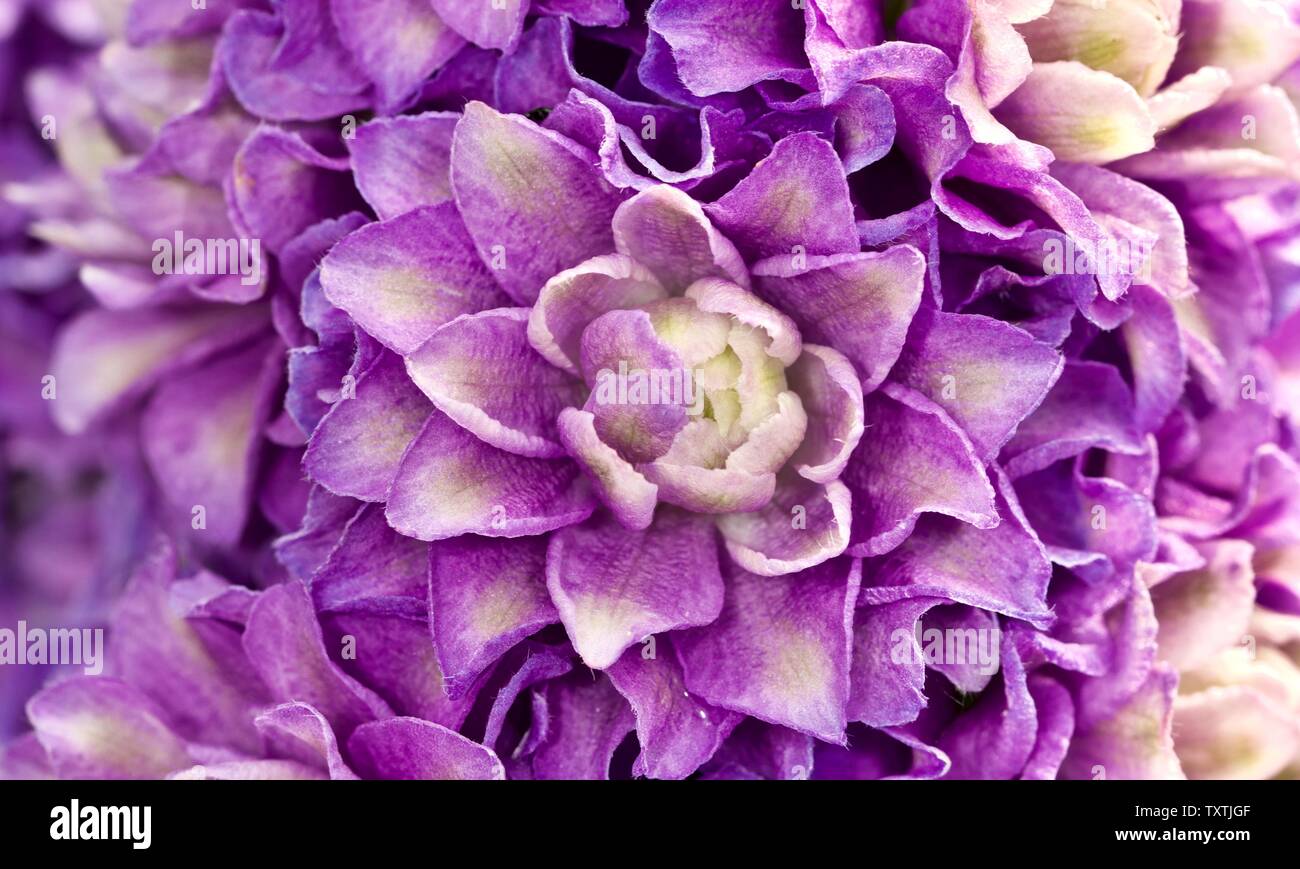 Frilly blue flowers hi-res stock photography and images - Alamy