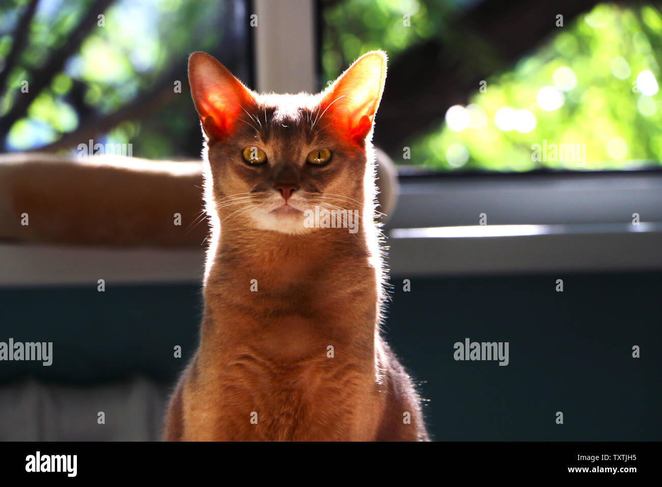 A portrait of an Abyssinian male cat Stock Photo - Alamy