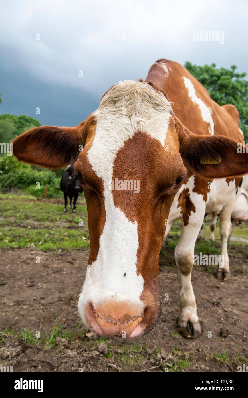 Cows Waiting to be milked on a Dairy Farm in Rural Leicestershire ...