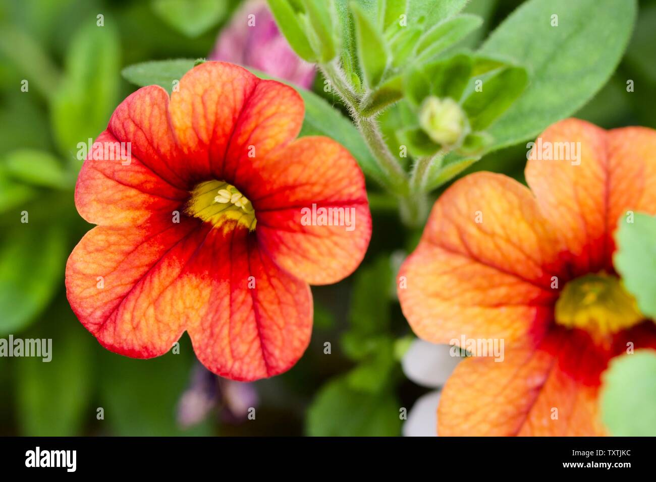 Calibrachoa Callie - Apricot Million Bells Stock Photo - Alamy