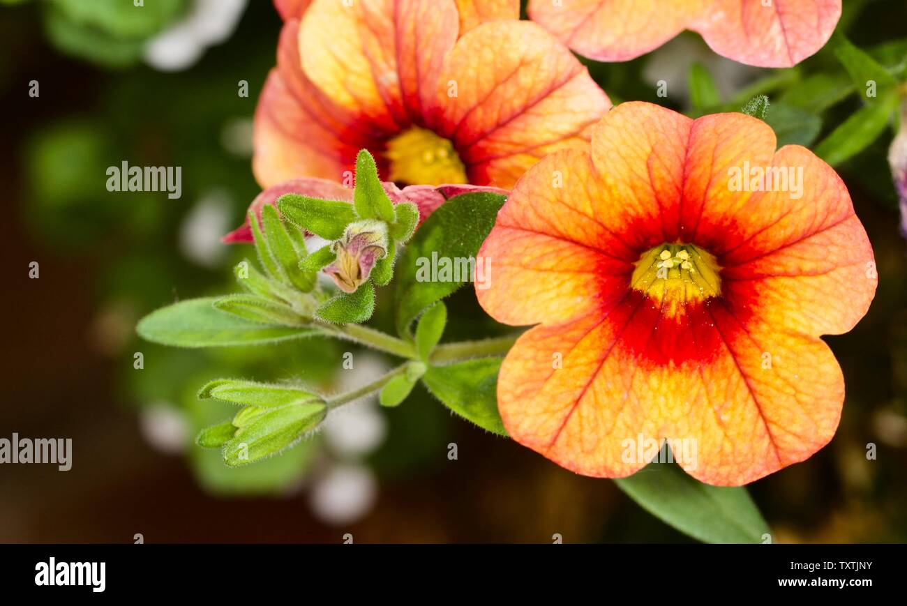Calibrachoa Callie - Apricot Million Bells Stock Photo - Alamy