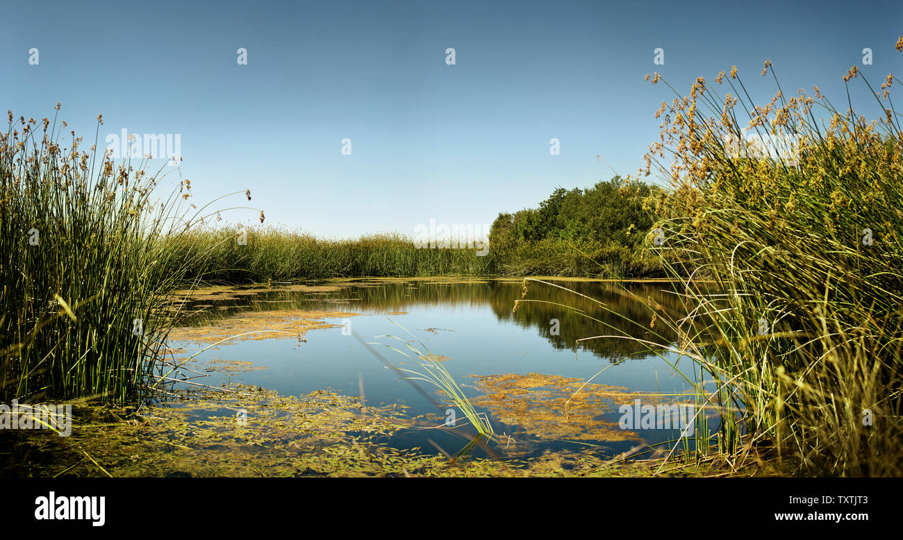 Reflective pond in the remote countryside Stock Photo - Alamy