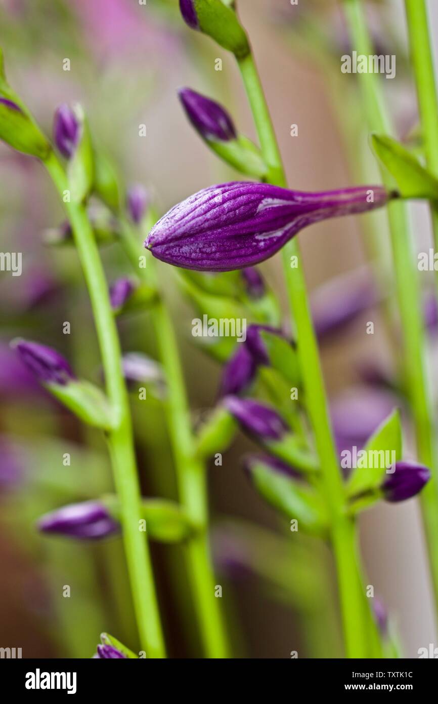 Purple Hosta High Resolution Stock Photography and Images - Alamy