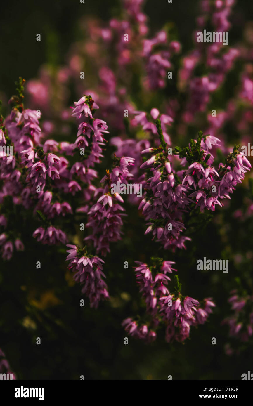 Purple heather flowers in a bog in Latvia Stock Photo - Alamy