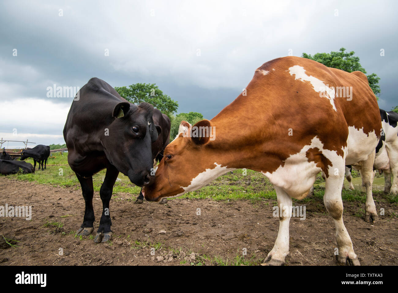 Cows Waiting to be milked on a Dairy Farm in Rural Leicestershire ...
