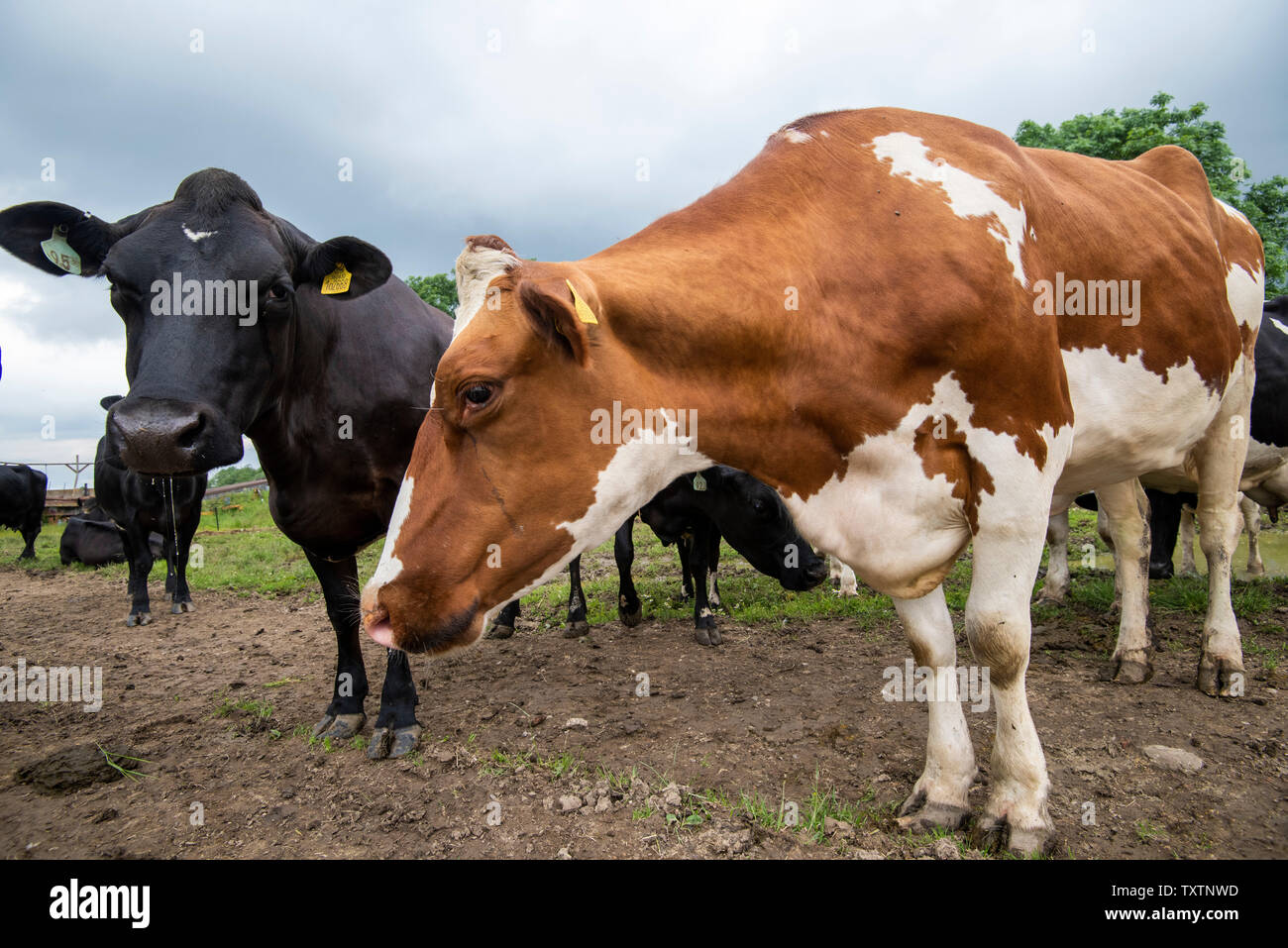 Cows Waiting to be milked on a Dairy Farm in Rural Leicestershire ...