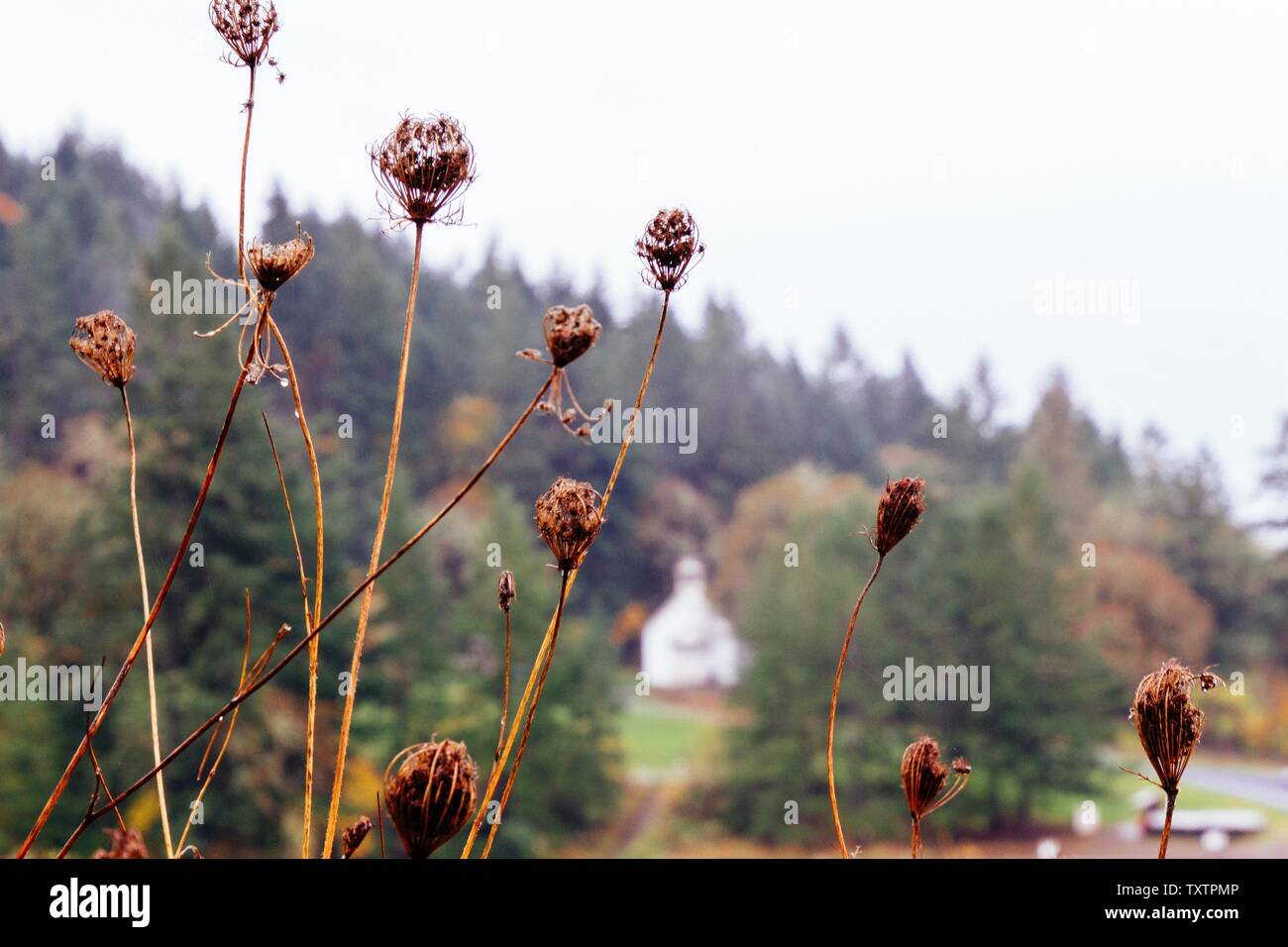 Few dried out plants with a natural background and a white house in a ...