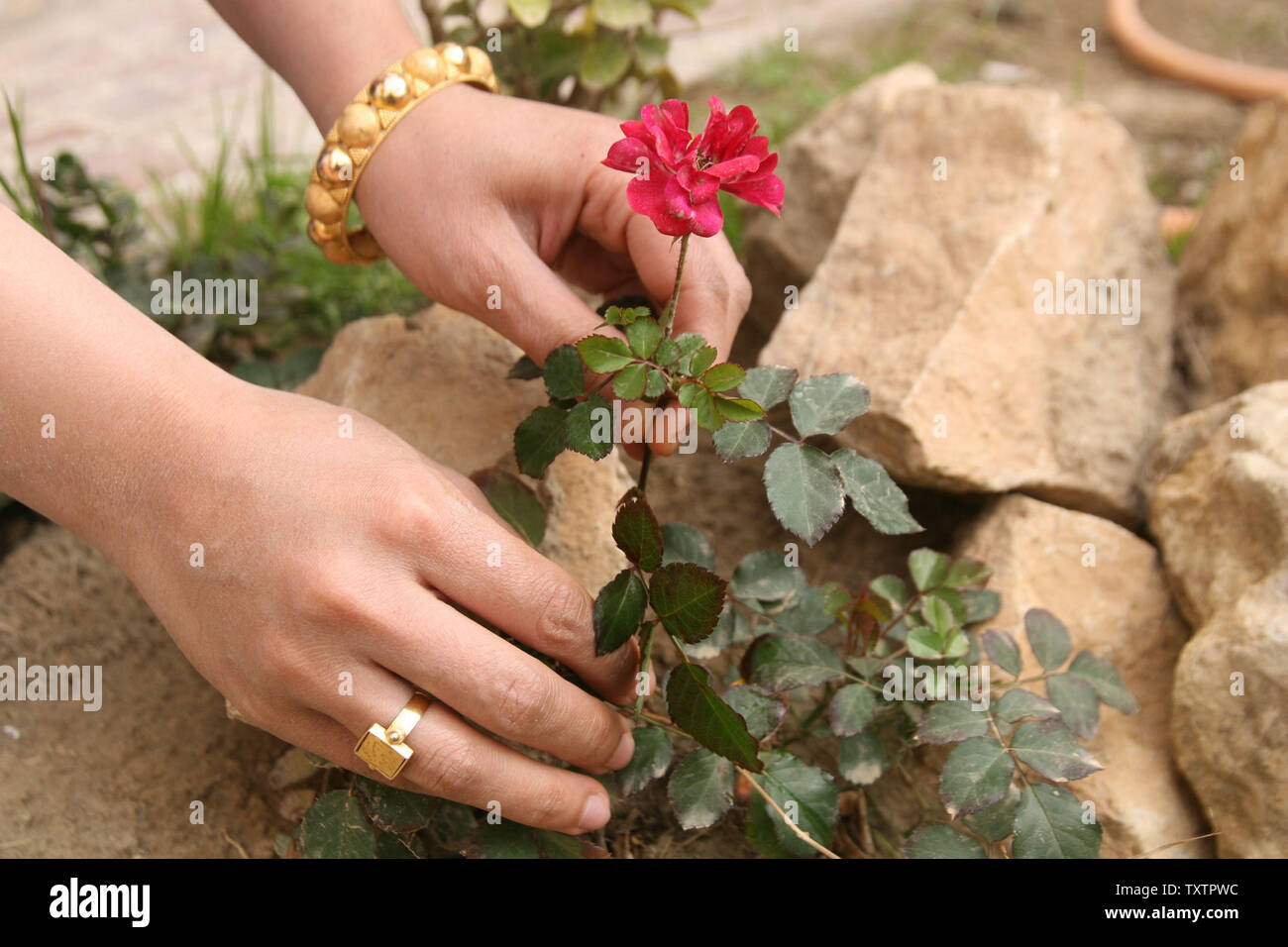 Ali rose hi-res stock photography and images - Alamy