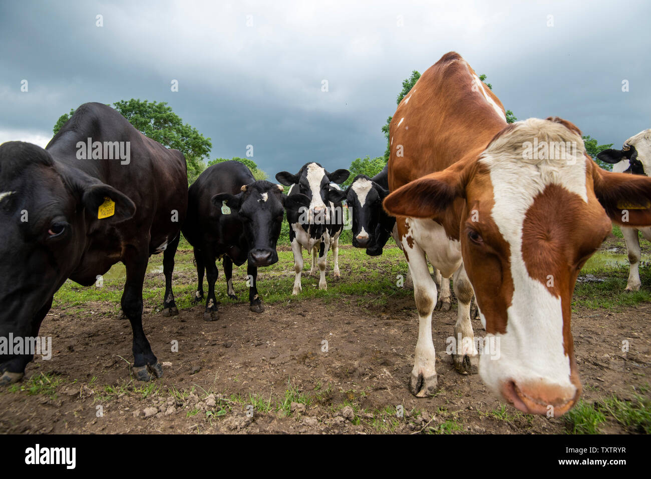 Dairy cows waiting milked hi-res stock photography and images - Alamy