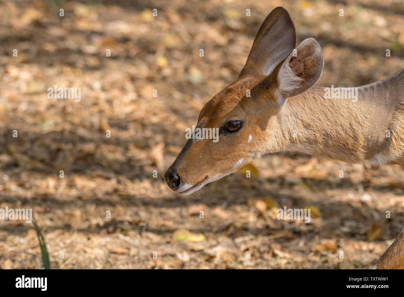 Head and neck of a bushbuck ewe, Tragelaphus scriptus Stock Photo - Alamy