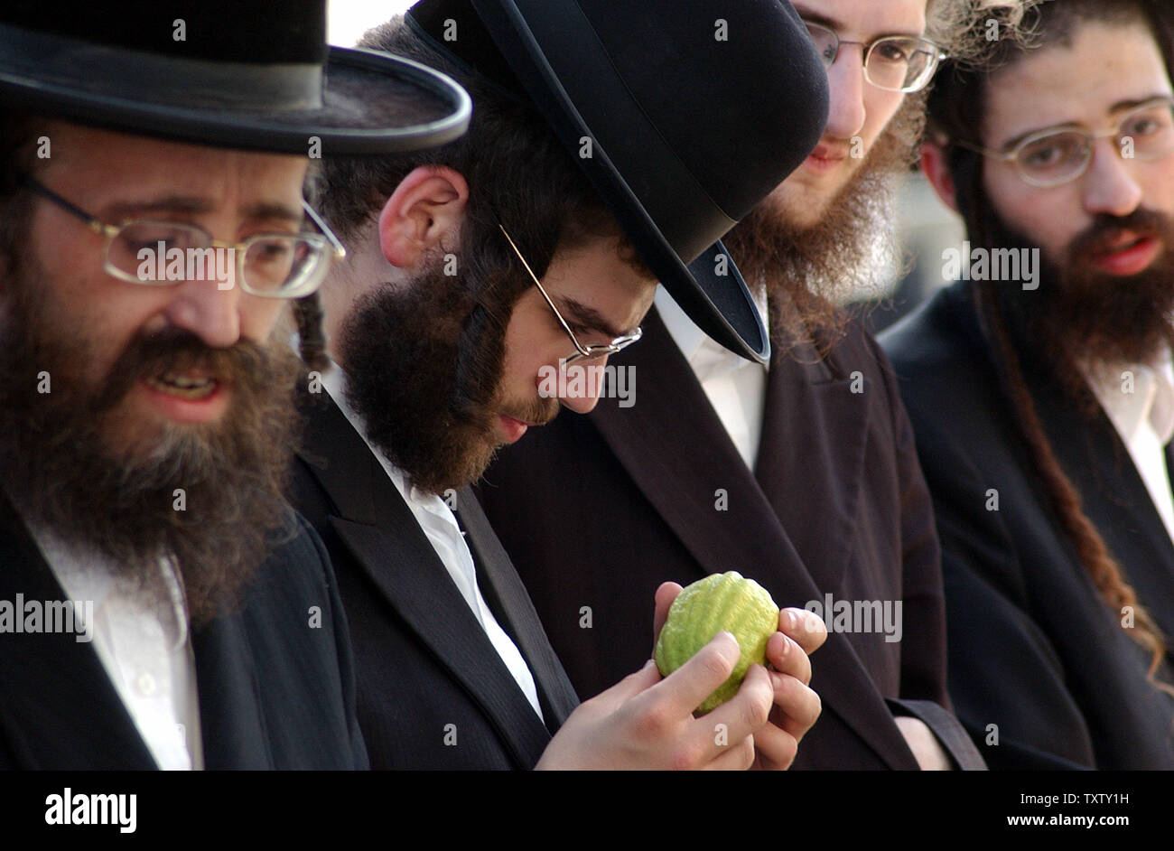 An Ultra-Orthodox Israeli inspects an etrog for blemishes at a market ...