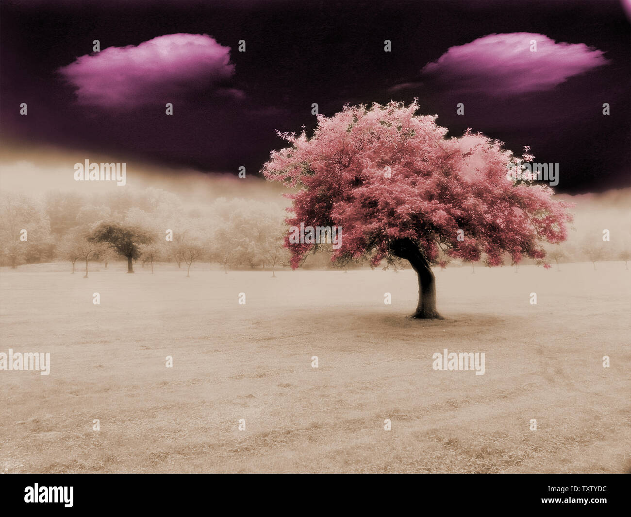 Surreal landscape with red tree and purple clouds Stock Photo - Alamy