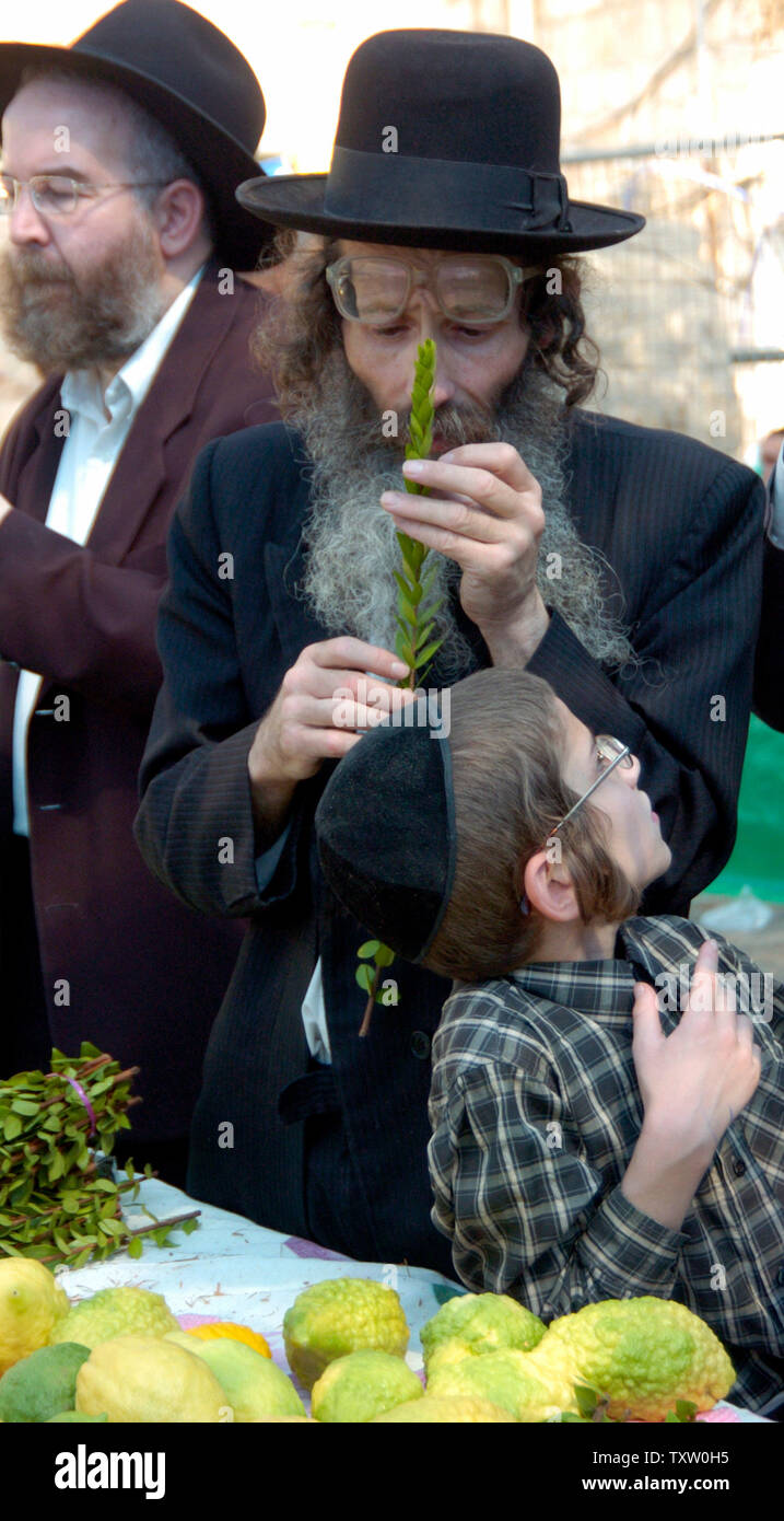 An ultra-Orthodox Israeli examines a myrtle branch in a Jerusalem ...
