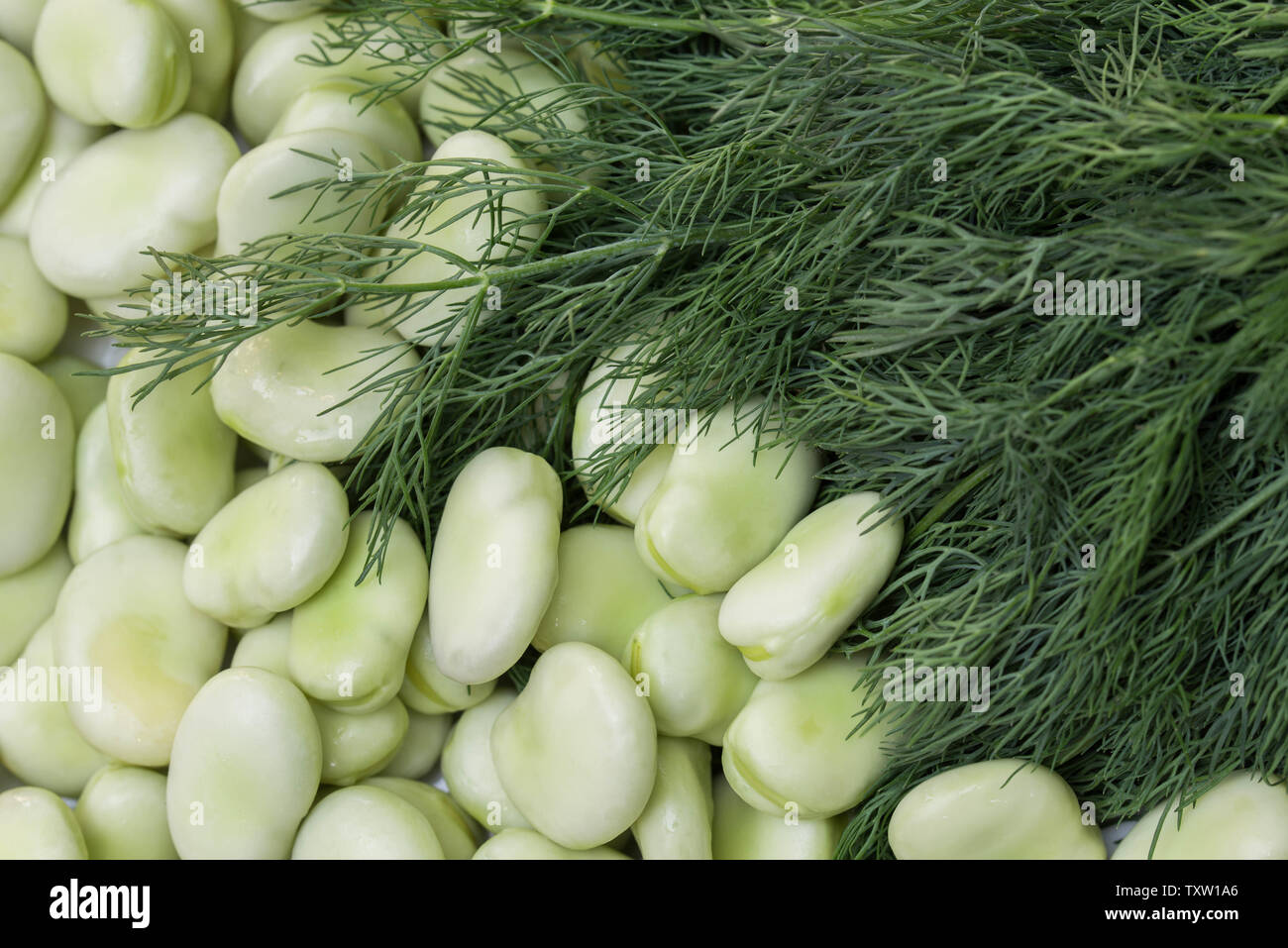 Vicia faba seed hi-res stock photography and images - Alamy