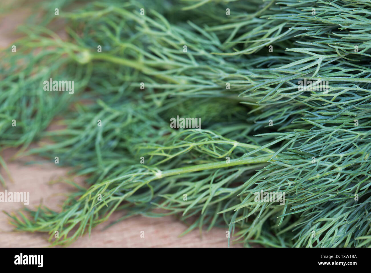 Dill herb plant leaves hi-res stock photography and images - Alamy