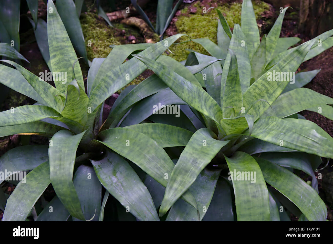 Bromelia hi-res stock photography and images - Alamy