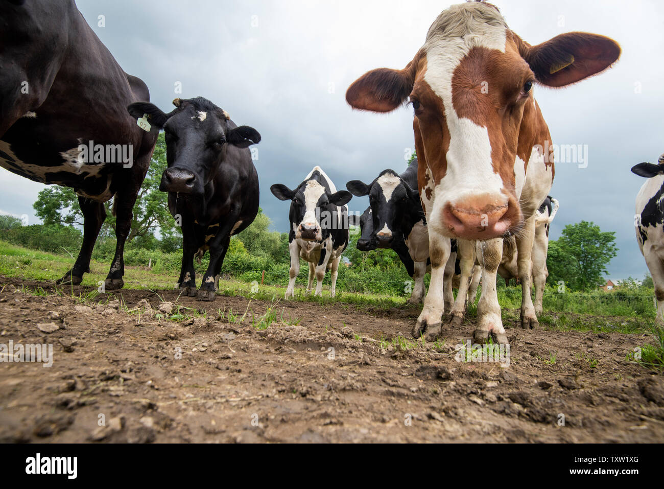 Cows Waiting to be milked on a Dairy Farm in Rural Leicestershire ...