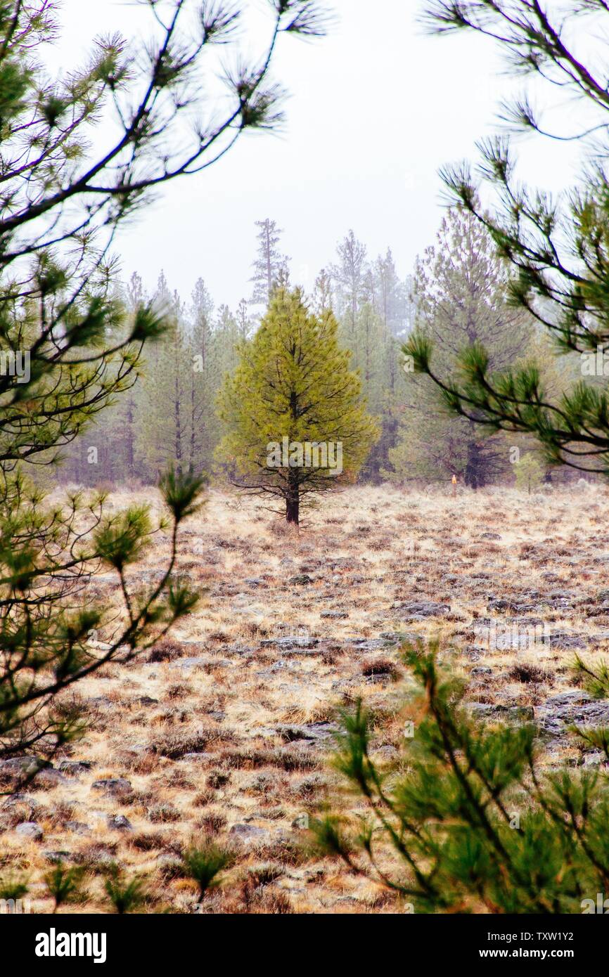 Single isolated tree in a dry field with tree branches on all sides ...