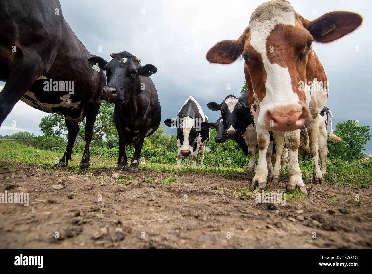 Curious dairy cows uk hi-res stock photography and images - Alamy