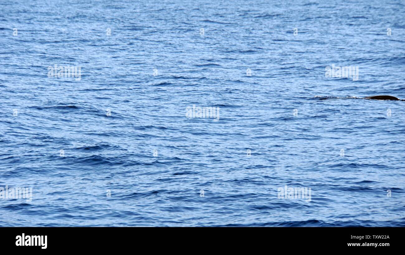 surface of the deep blue atlantic ocean Stock Photo - Alamy