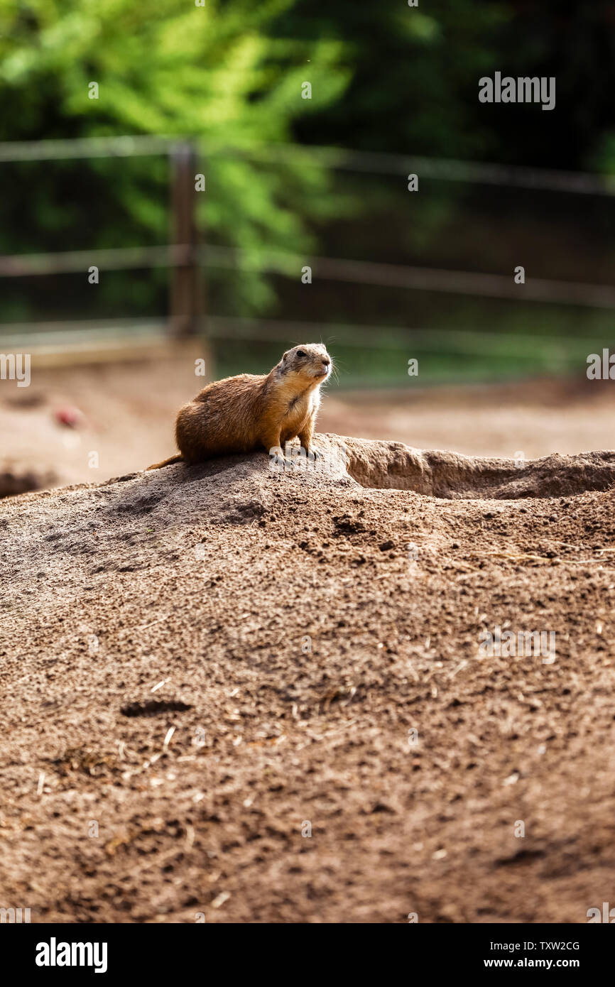 Two Marmota. Cute wild Gopher standing in green grass. Observing young ...