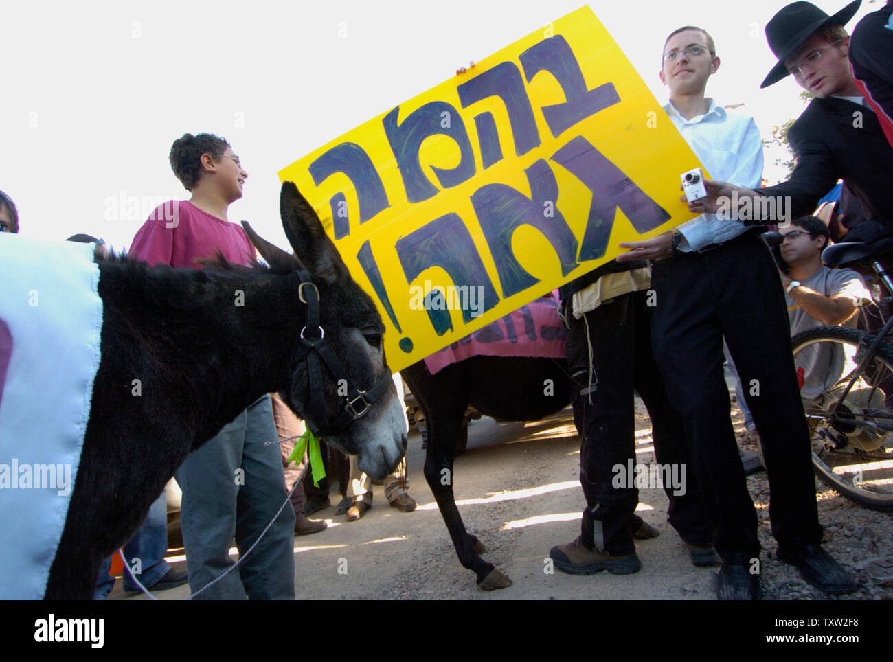 Ultra-Orthodox Jews and right-wing settlers parade donkeys and goats in ...