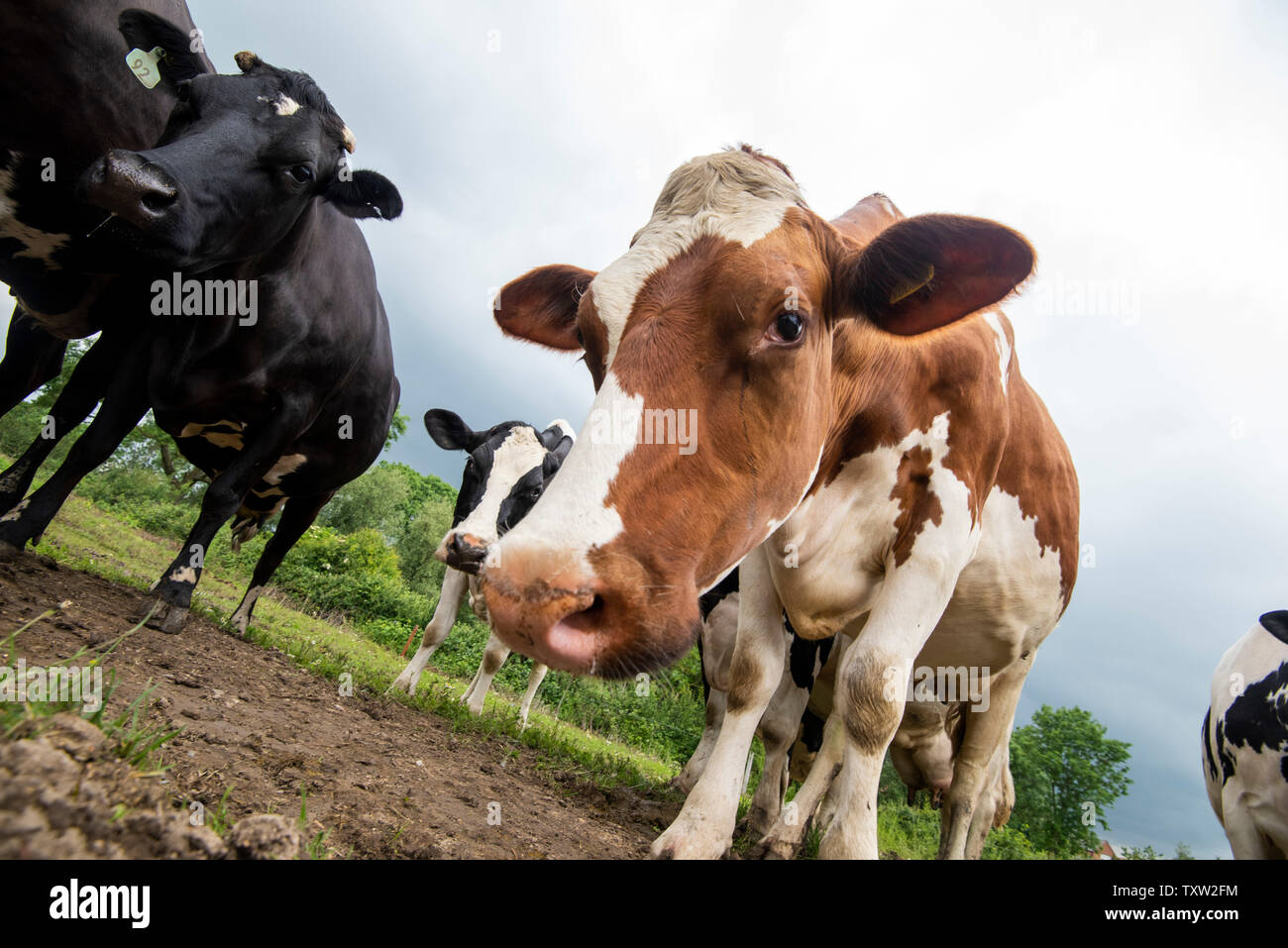 Cows Waiting to be milked on a Dairy Farm in Rural Leicestershire ...