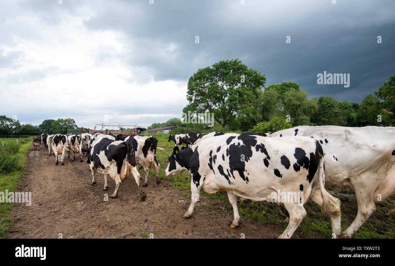 Cows walking to the milking shed to be milked on a Dairy Farm in Rural ...