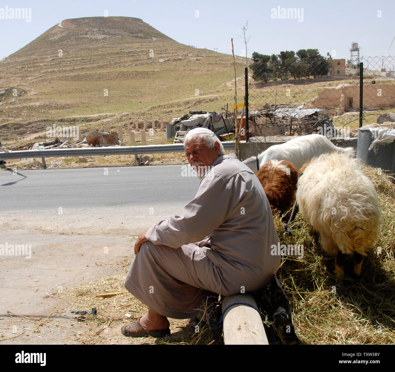 Sheep in hebrew hi-res stock photography and images - Alamy