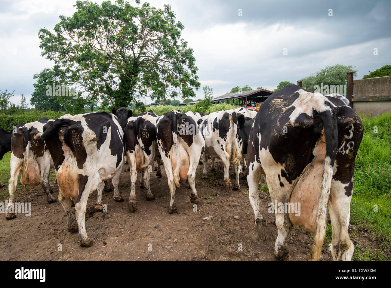 Cows walking to the milking shed to be milked on a Dairy Farm in Rural ...