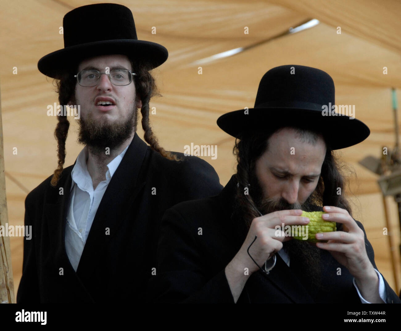 An Ultra-Orthodox Jew examines an etrog, a citrus fruit used in rituals ...