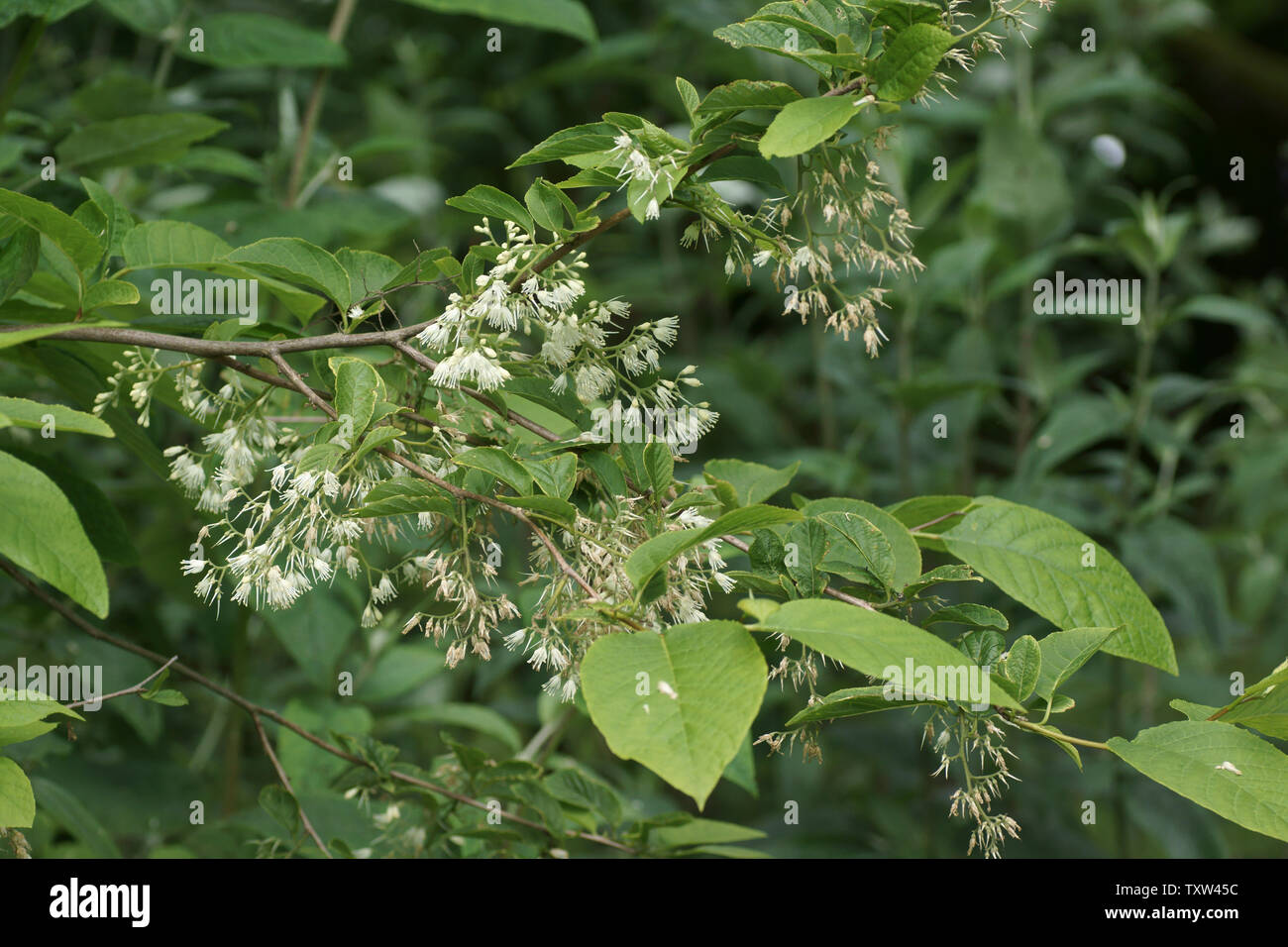 Epaulette tree hi-res stock photography and images - Alamy