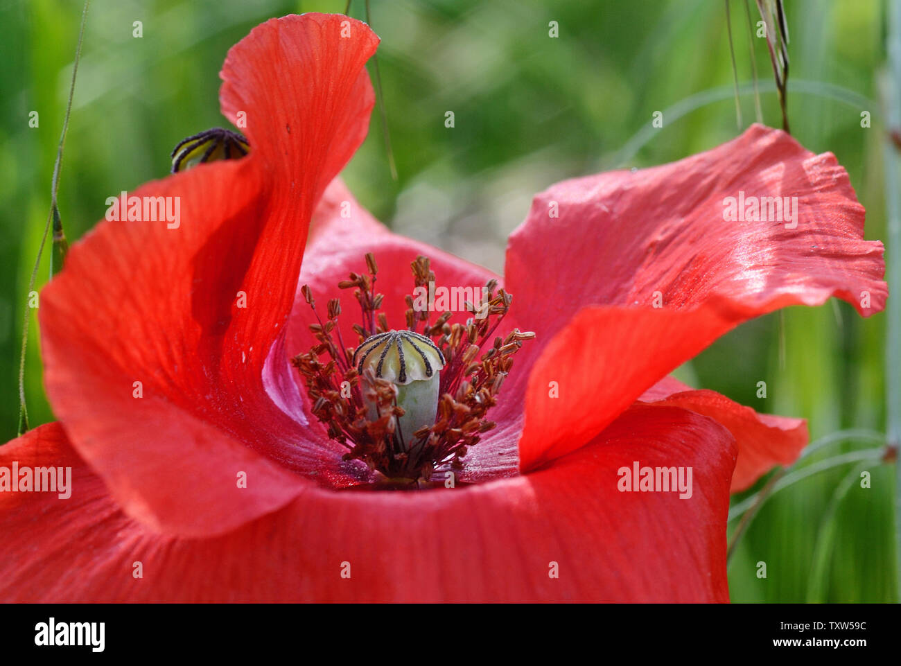 close-up of a red poppy wildflower with stamen in evidence Stock Photo ...