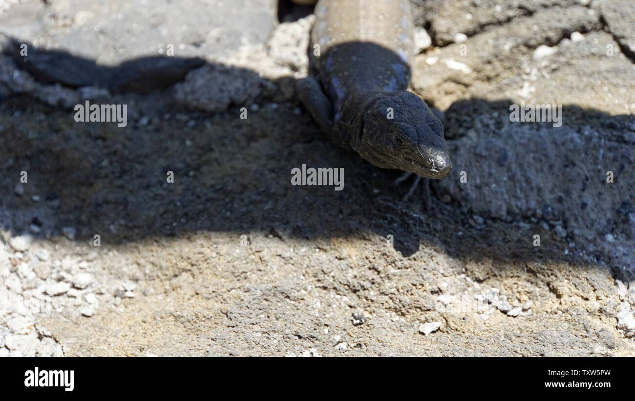 Grey lizard hi-res stock photography and images - Alamy