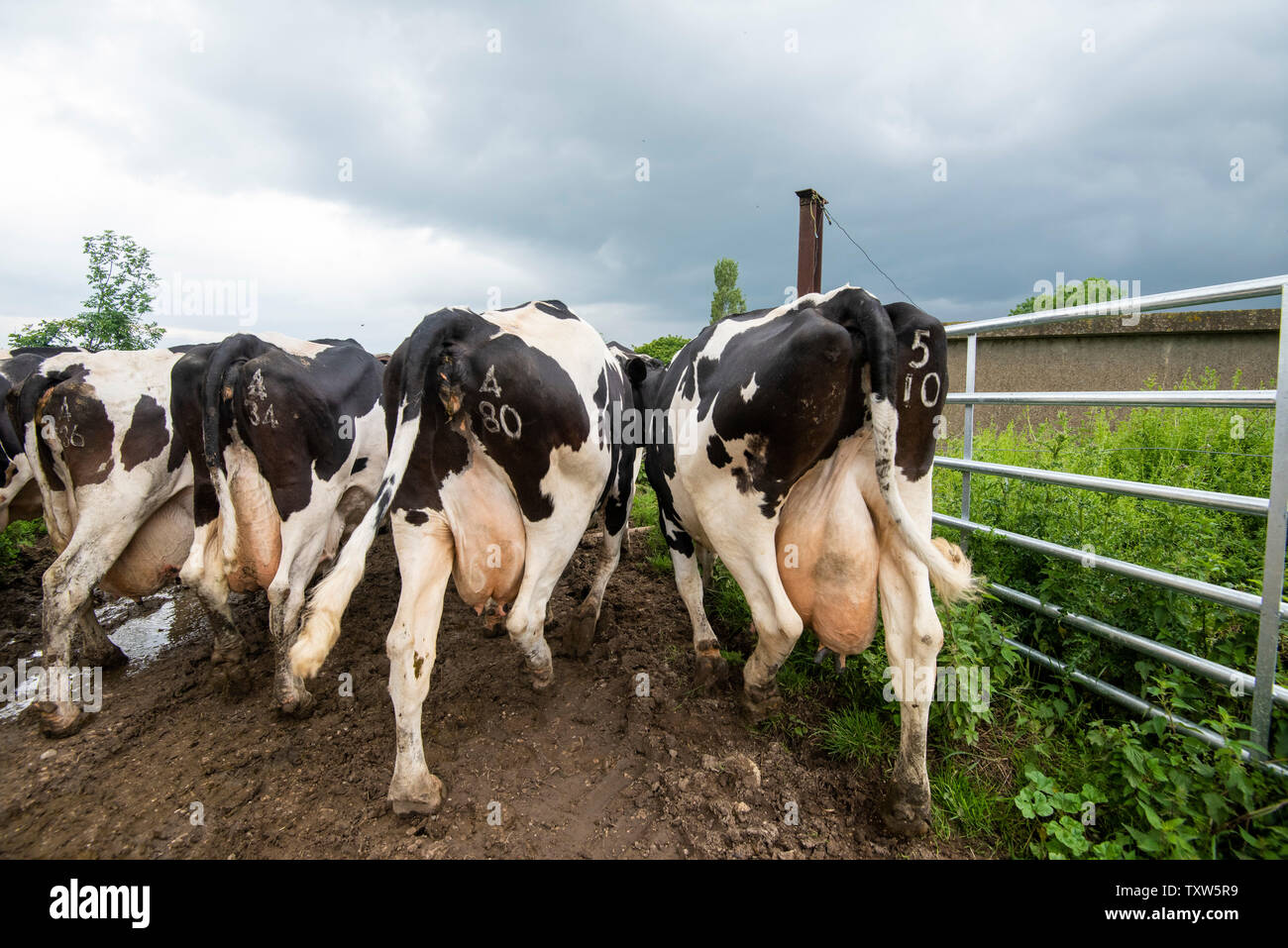 Back british dairy farming hi-res stock photography and images - Alamy