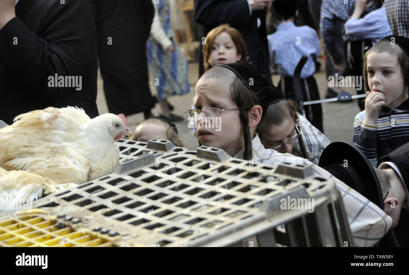 Ultra-Orthodox Jewish children look at a chicken that will be used in ...