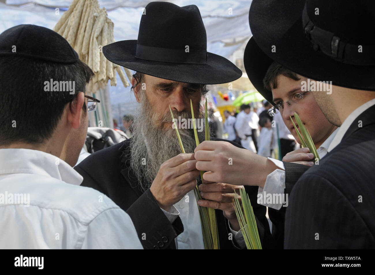 Ultra-Orthodox Jews examine lulav, the branch of a palm tree, one of ...