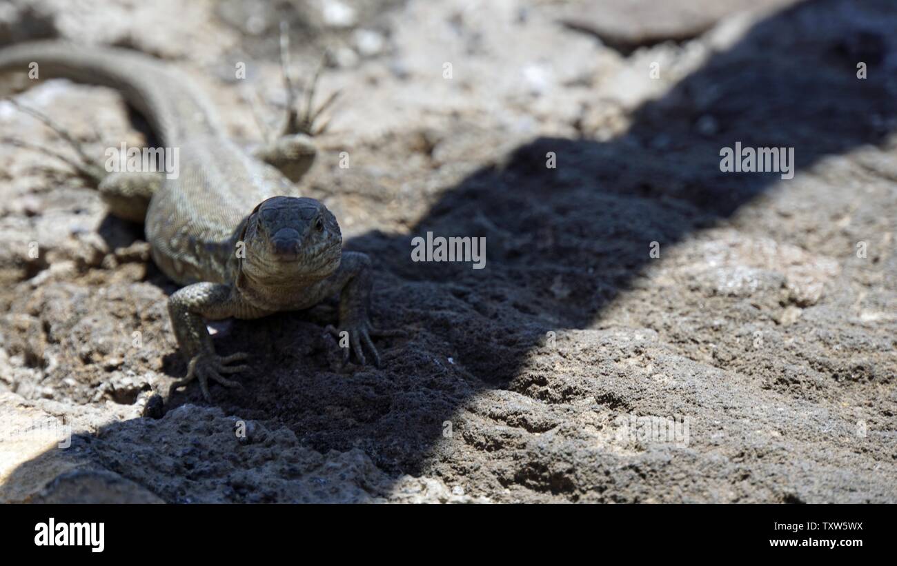 Grey lizard hi-res stock photography and images - Alamy