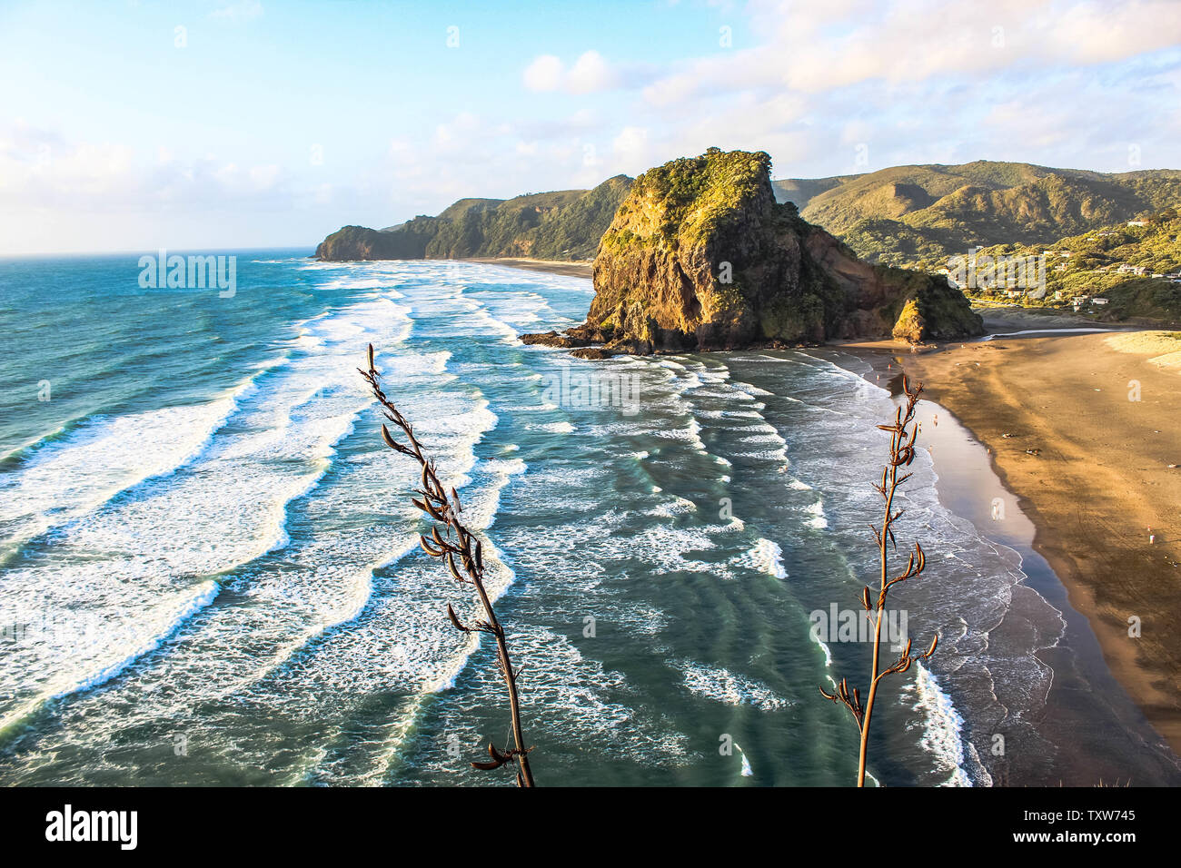 Piha Beach in New Zealand Stock Photo - Alamy