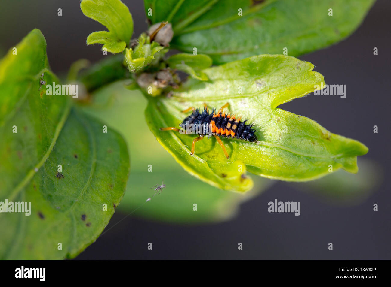 Larva of the Harlequin ladybird, Harmonia axyrides, on a shrub in ...