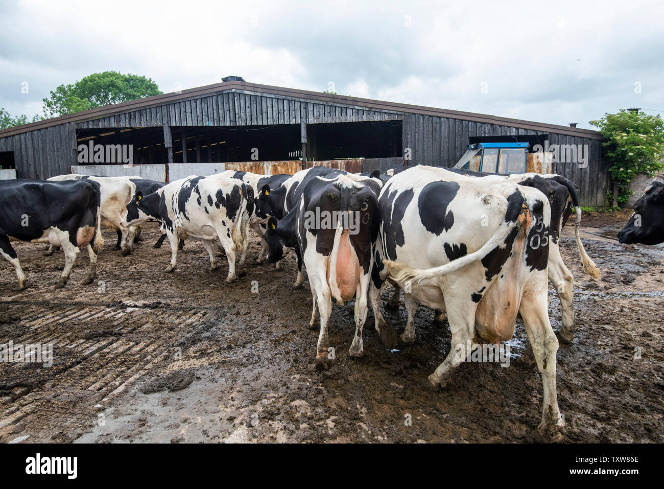 Cows walking to the milking shed to be milked on a Dairy Farm in Rural ...
