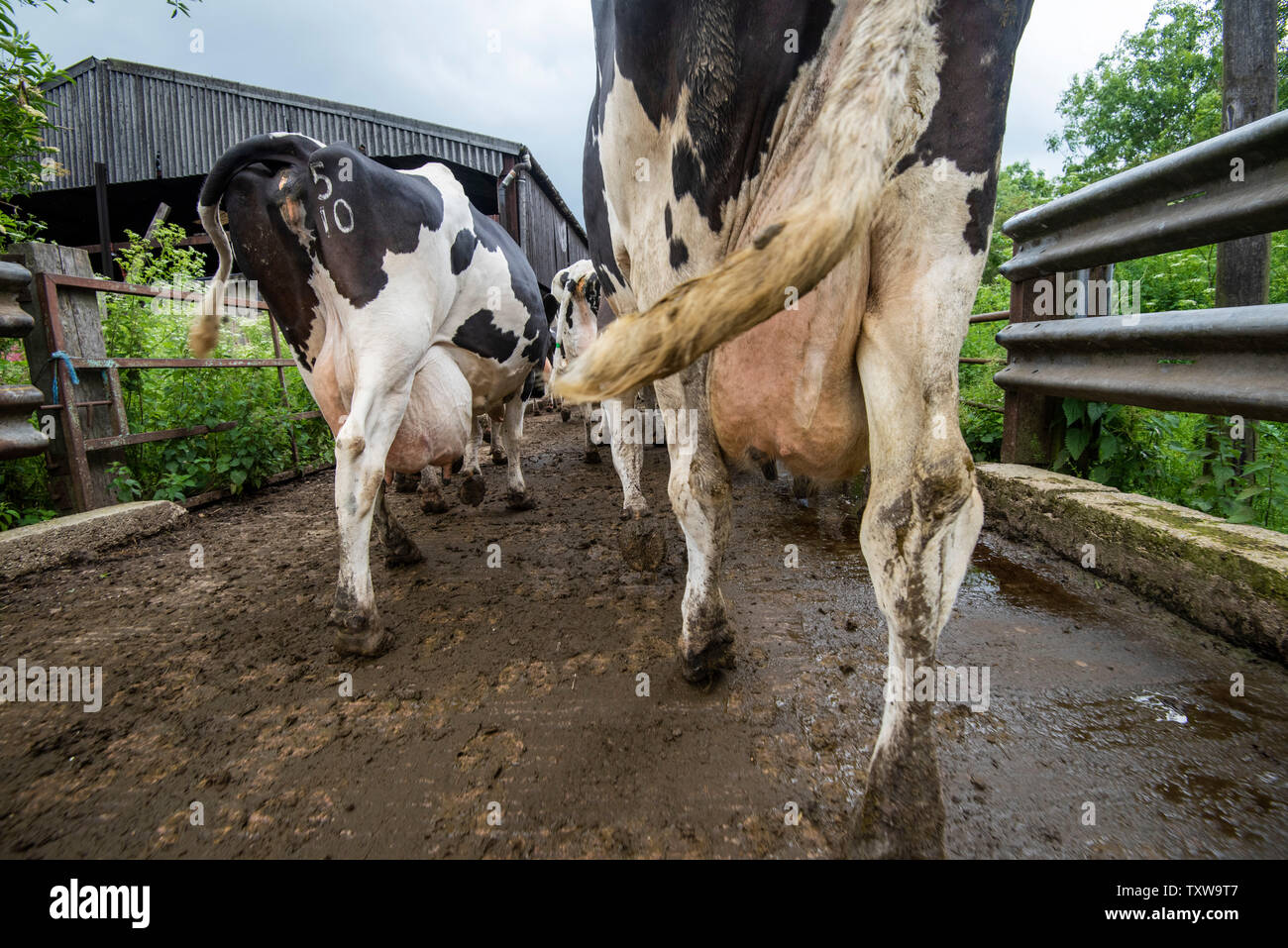 Cows milking walking hi-res stock photography and images - Alamy